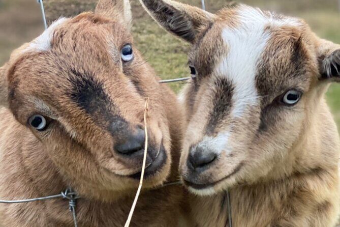 West Kelowna Full Day Lunch Wine Tour-Incl Tastings & Guide Grat - Frequently Asked Questions