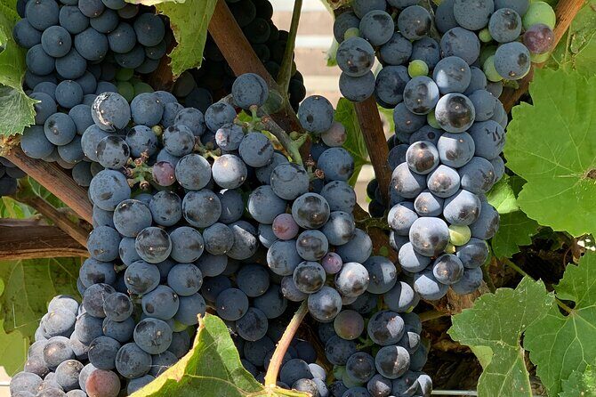 West Kelowna Full Day Wine Tour - The Sum Up