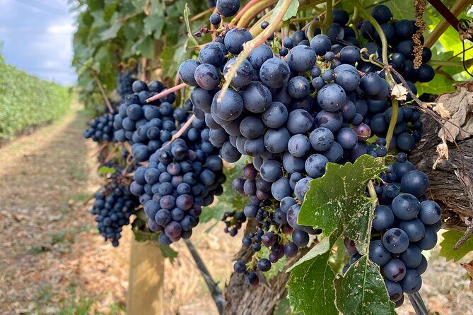 West Kelowna Half-Day Guided Wine Tour With 4 Wineries - The Itinerary: What to Expect from Start to Finish