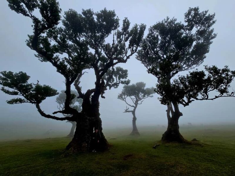 West Tour Madeira Jeep tour through Fanal, Seixal, Porto Moniz and more - Ponta do Sol: The Sunniest Village