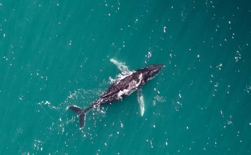 Western Australia: Swim with Humpback Whales - Key Points