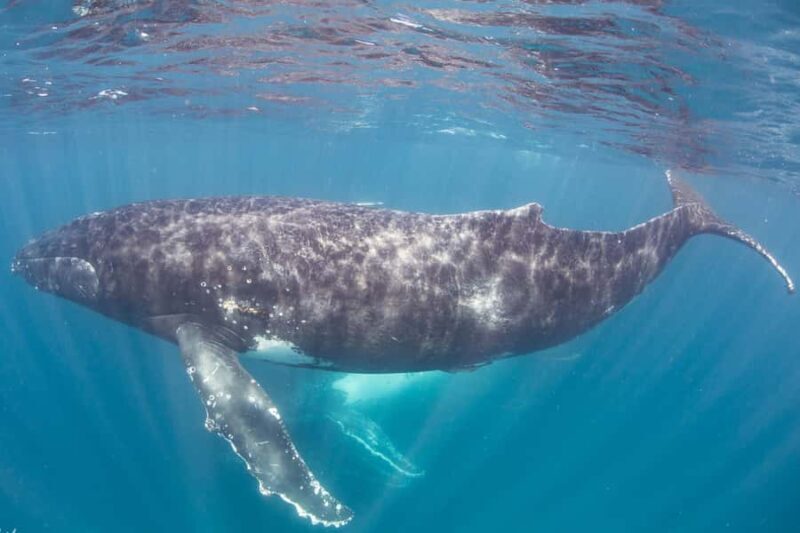 Western Australia: Swim with Humpback Whales - Why This Tour Is a Great Choice