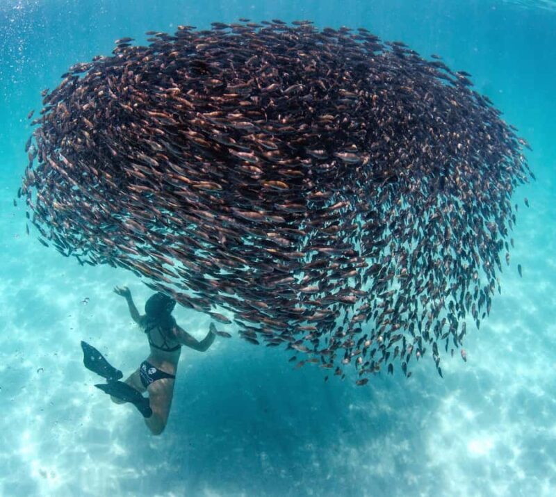 Western Australia: Swim with Humpback Whales - Frequently Asked Questions