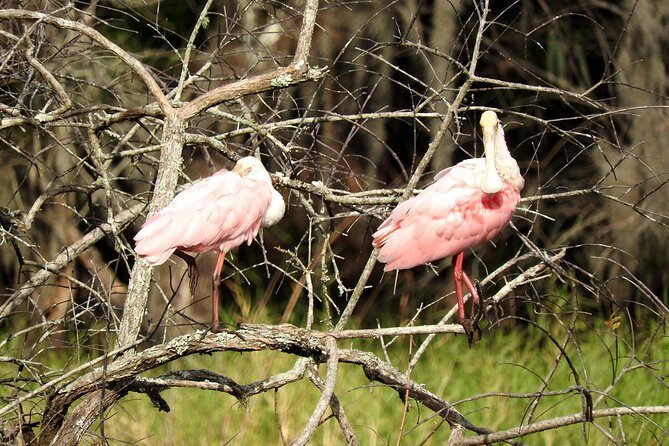 Western Everglades Adventure Tour - Potential Drawbacks or Considerations