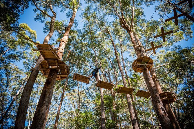 Western Sydney Tree Ropes Course - Authentic Experience and Review Insights
