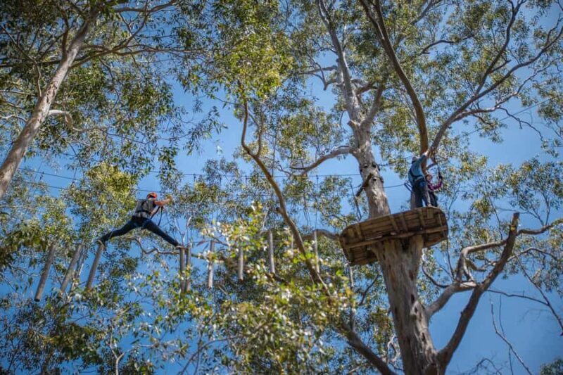 Western Sydney: Tree Ropes Courses - Key Points