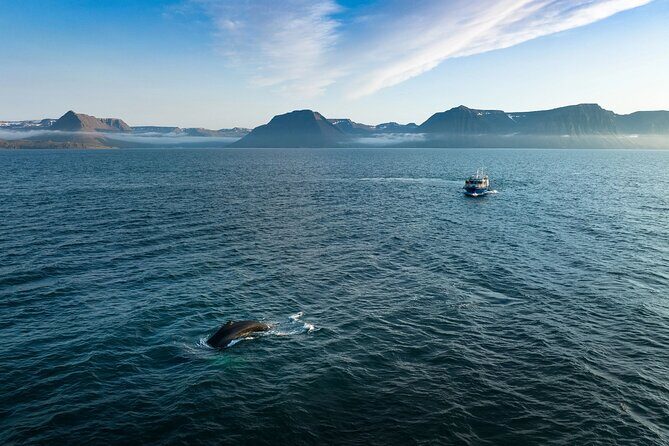 Westfjords Whale Watching - An Overview of the Tour Experience
