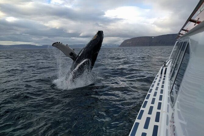 Westfjords Whale Watching - What Makes This Tour Stand Out