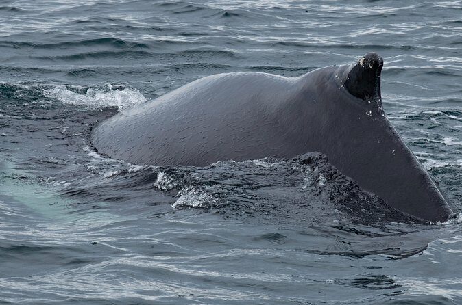 Westfjords Whale Watching - Practical Tips for Travelers