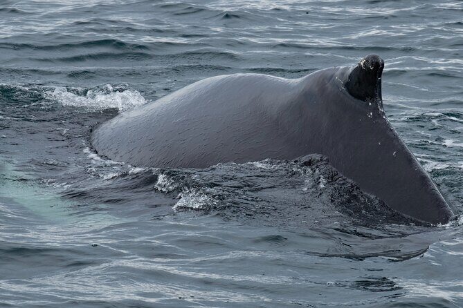 Westfjords Whale Watching - Who Should Consider This Tour?
