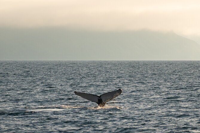 Westfjords Whale Watching - The Sum Up: Is It Worth It?