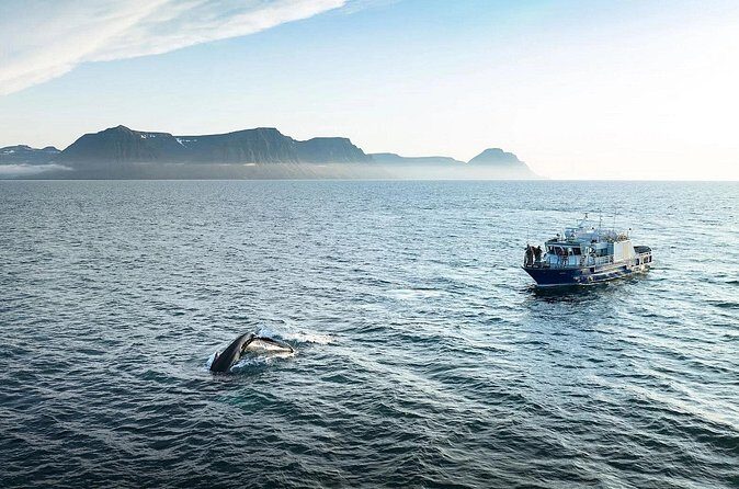 Westfjords Whale Watching - FAQ