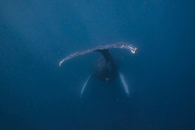 Whale and Dive Combo Tour in Los Cabos - The Itinerary: What to Expect