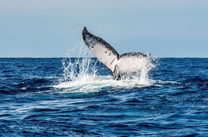 Whale and Dive Combo Tour in Los Cabos - What We Love About This Tour