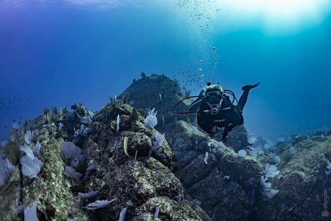 Whale and Dive Combo Tour in Los Cabos - What Could Be Improved