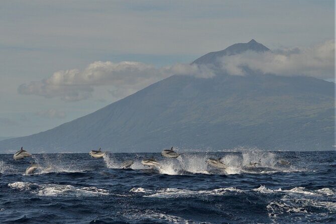 Whale and Dolphin Watching in Pico Island - Half Day - Who Will Love This Tour?