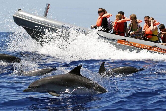 Whale and Dolphin Watching Tour from Funchal - Introduction