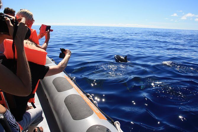 Whale and Dolphin Watching Tour from Funchal - Who Will Love This Tour?