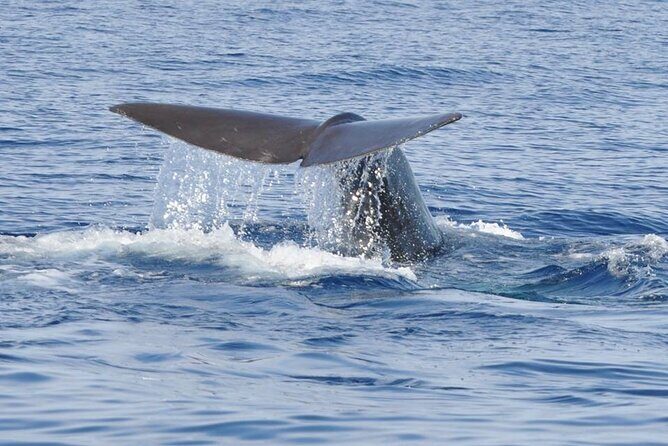 Whale and Dolphin Watching Tour on Pico Island - Key Points