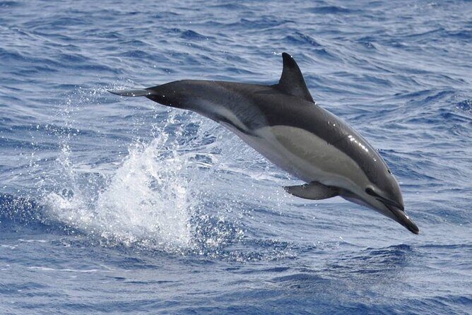Whale and Dolphin Watching Tour on Pico Island - What Travelers Say: Authentic Reviews