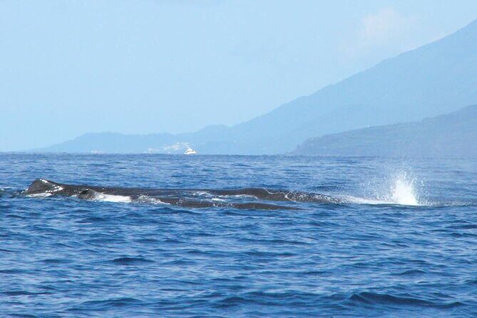 Whale and Dolphin Watching Tour on Pico Island - FAQ