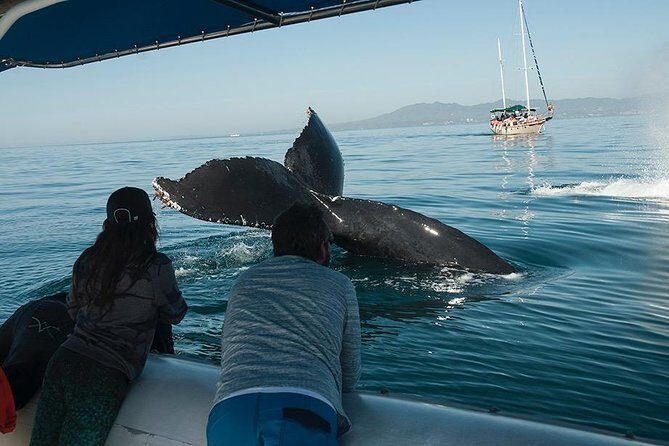Whale and Dolphin Watching with a Biologist in Puerto Vallarta - Key Points