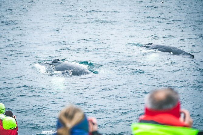 Whale and Puffin Watching around Skjálfandi Bay from Husavik - The Sum Up