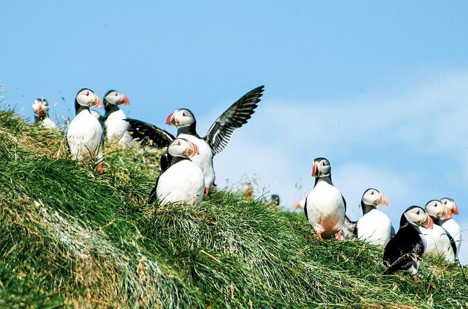 Whale and Puffin Watching around Skjálfandi Bay from Husavik - FAQs