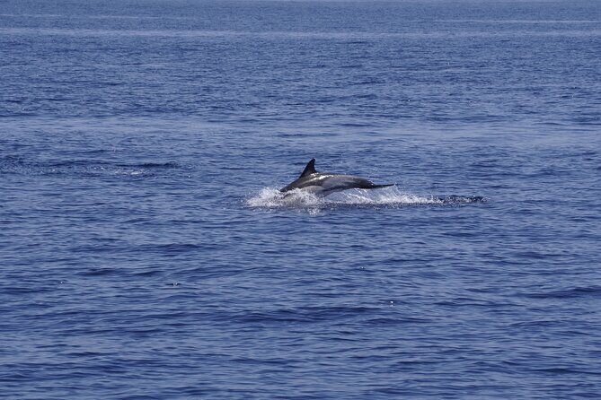 Whale & Dolphin Observation on Electric Sailing Boat in Denia - Key Points