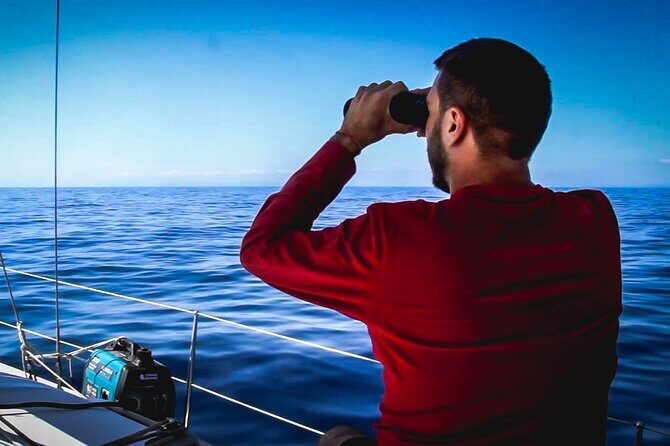 Whale & Dolphin Observation on Electric Sailing Boat in Denia - An In-Depth Look at the Experience