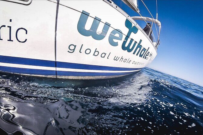 Whale & Dolphin Observation on Electric Sailing Boat in Denia - Who Should Consider This Experience?