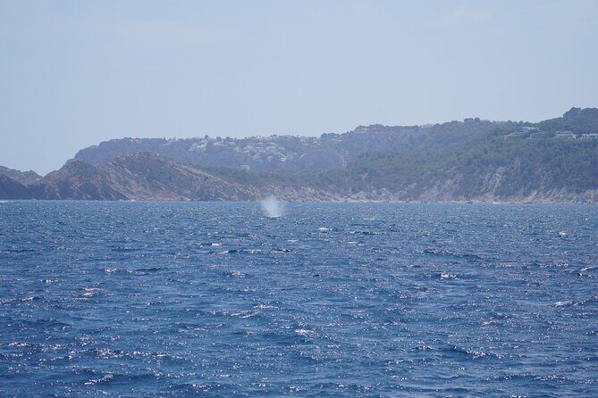 Whale & Dolphin Observation on Electric Sailing Boat in Denia - FAQs