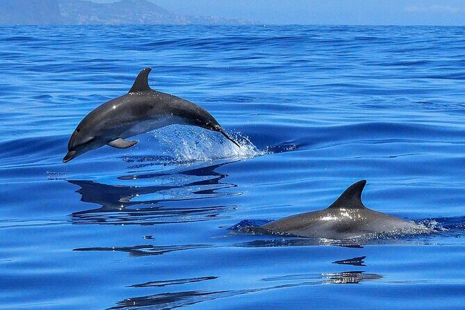 Whale & Dolphin Watching Boat Trip in Tenerife On a Sailing Boat (3 Hr) - Who Should Consider This Tour?