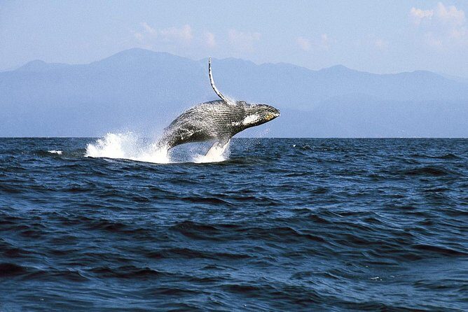 Whale & Dolphin Watching Cruise in Puerto Vallarta All Inclusive - The Bottom Line: Is It Worth It?