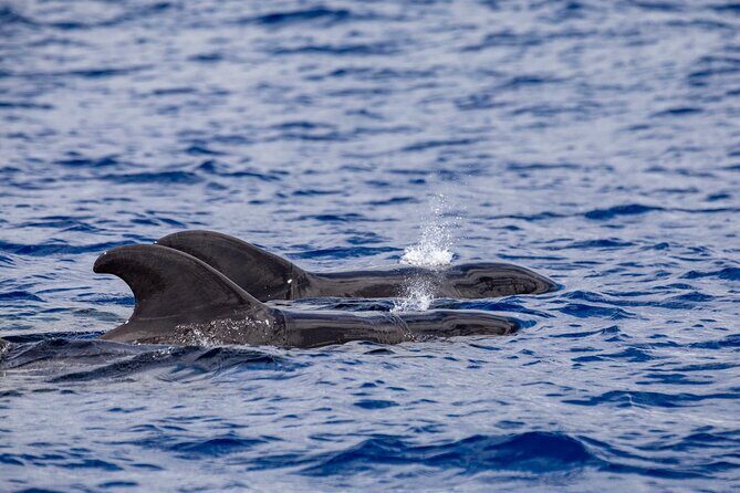 Whale & Dolphin Watching in Madeira - FAQs