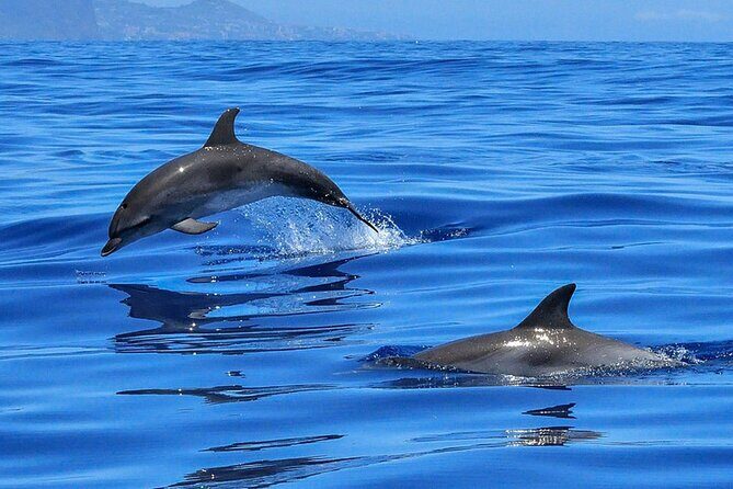 Whale & Dolphin Watching in Tenerife (Puerto Colon) On a Large Catamaran - Who Will Love This Tour?
