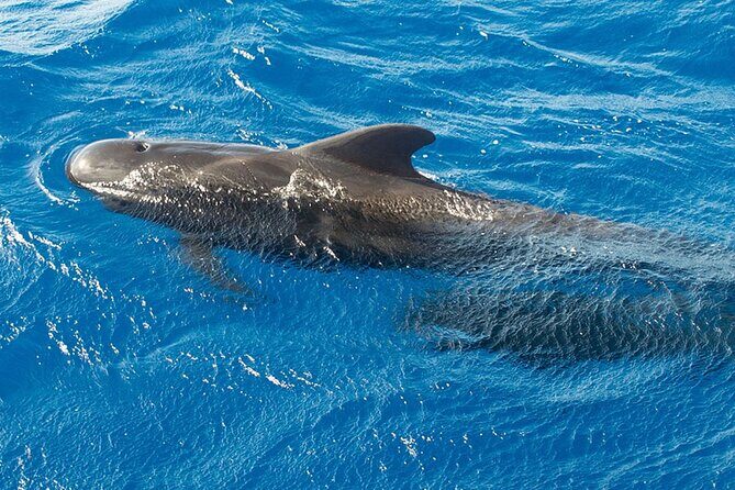 Whale & Dolphin Watching in Tenerife (Puerto Colon) On a Large Catamaran - FAQ