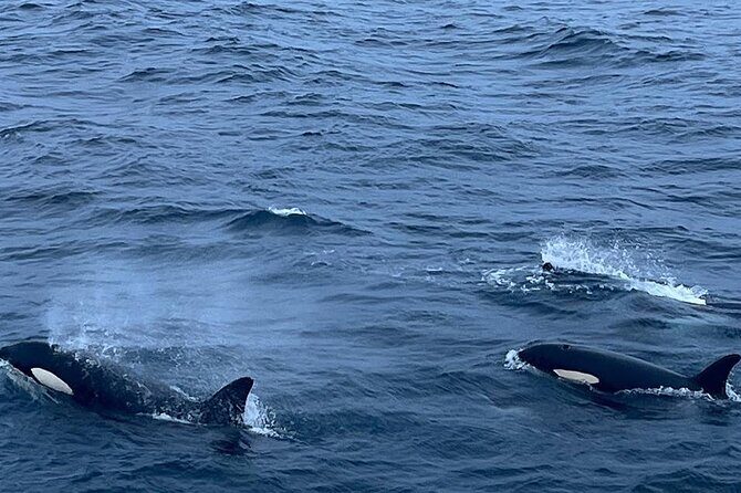 Whale Safari in Tromso - Who Is This Tour Best For?