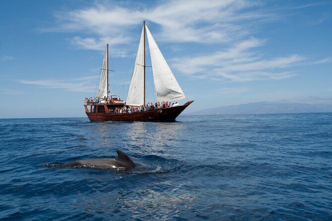 Whale Safari to Los Gigantes with pickup from North - Key Points