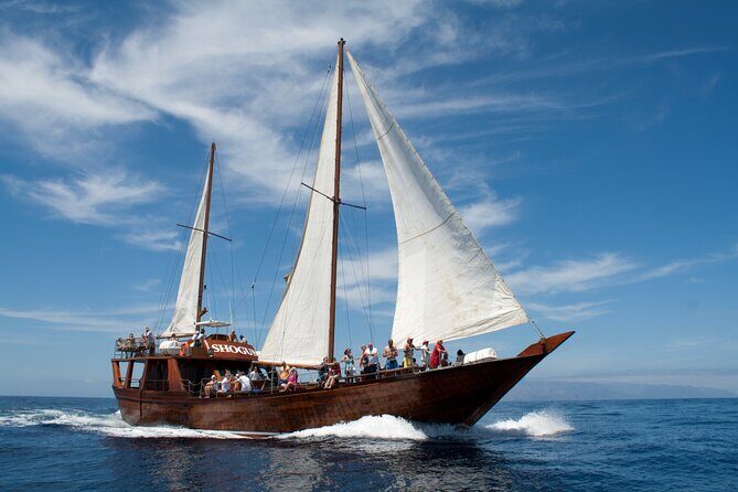 Whale Safari to Los Gigantes with pickup from North - What Travelers Say: Authentic Opinions and Tips