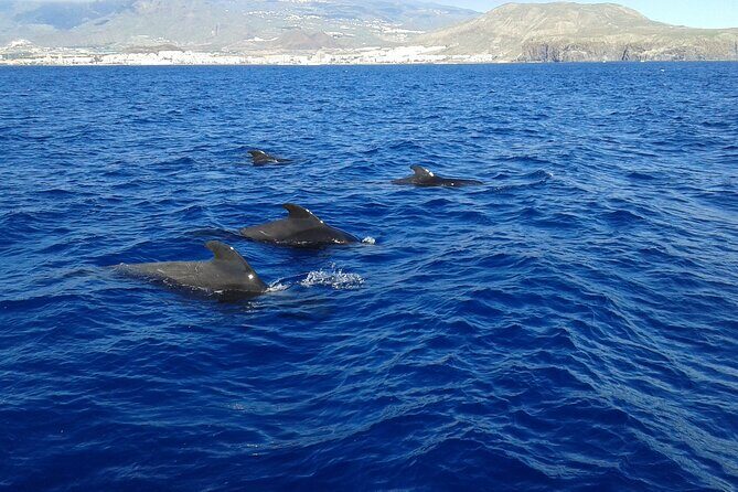 Whale Safari to Los Gigantes with pickup from North - The Sum Up: Who Will Love This Tour?
