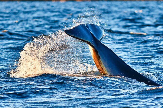 Whale safari with Puffins and Muffins (Andøy, Vesterålen) - The Experience in Detail