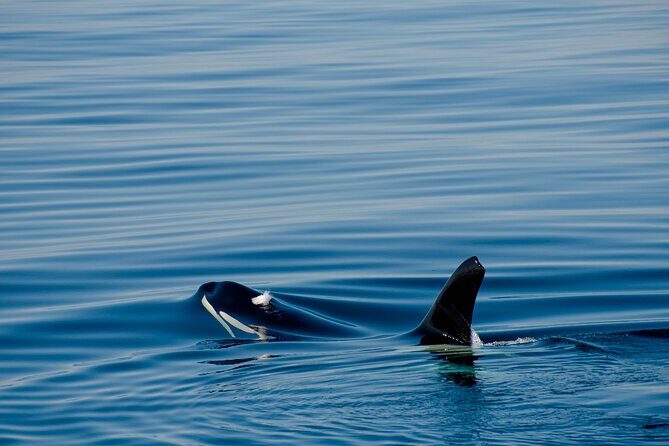 Whale safari with Puffins and Muffins (Andøy, Vesterålen) - FAQs