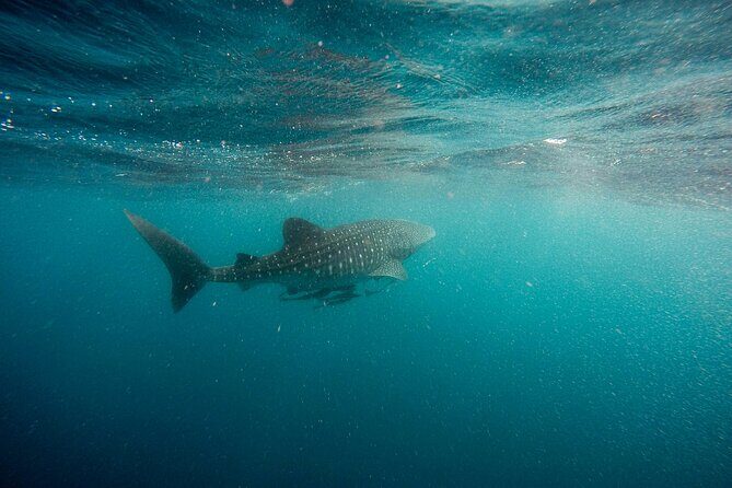 Whale Shark Adventure with a Marine Biologist - The Sum Up