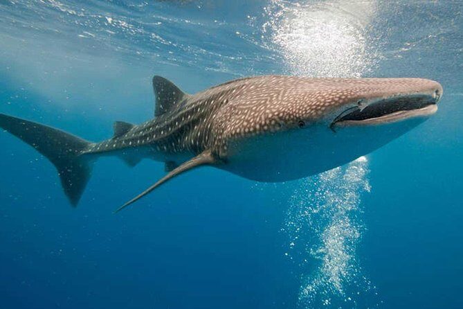 Whale Shark Encounter Experience in Cancun (Snack Lunch included) - The Sum Up