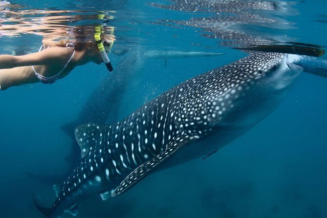 Whale Shark Encounter Experience in Cancun (Snack Lunch included) - Frequently Asked Questions