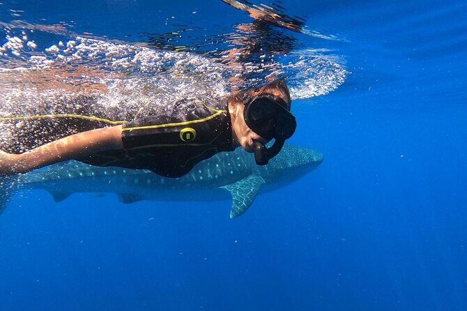 Whale Shark Encounter Full-Day all inclusive Tour from Riviera Maya - Introduction: What Makes This Tour Stand Out?
