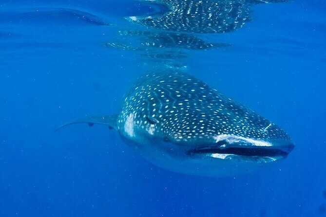 Whale Shark Experience from Playa del Carmen - The Itinerary: What to Expect from Start to Finish