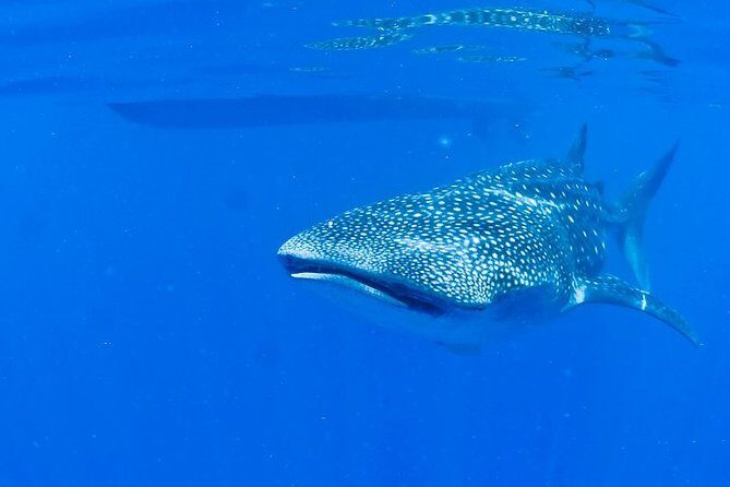 Whale Shark Experience from Playa del Carmen - Who Will Love This Tour?