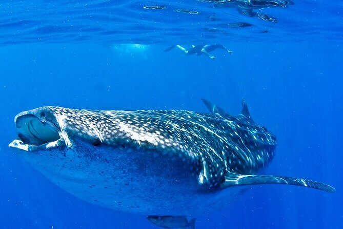 Whale Shark Experience from Playa del Carmen - The Sum Up